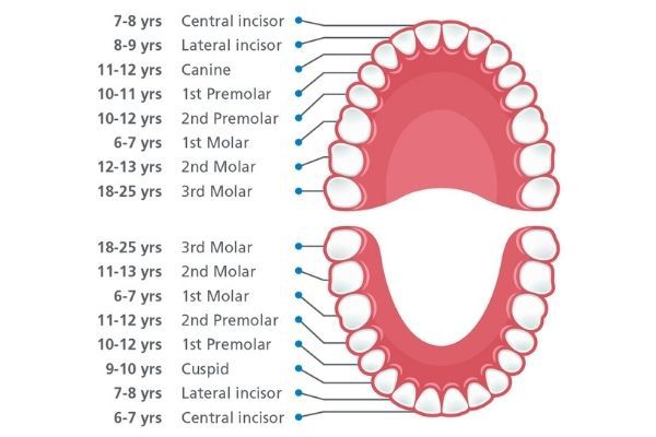 The different types of teeth | teeth.org.au