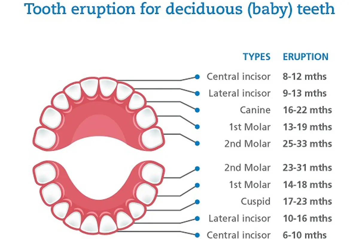 Baby and Toddler Oral Health | teeth.org.au