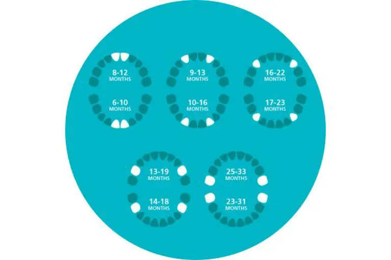 Baby and Toddler Oral Health | teeth.org.au