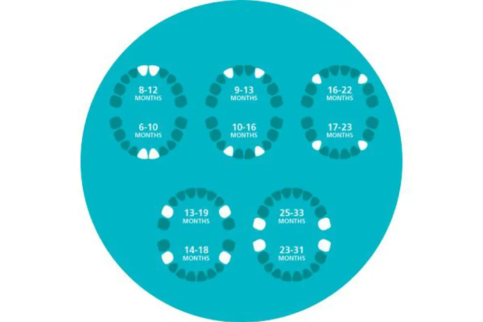 Baby and Toddler Oral Health | teeth.org.au