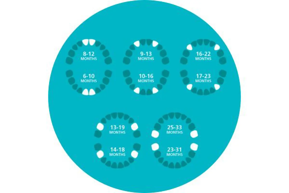 Baby and Toddler Oral Health | teeth.org.au